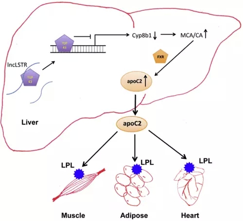 解读：一篇17分SCI 在动物水平上研究lncRNA功能-基迪奥生物